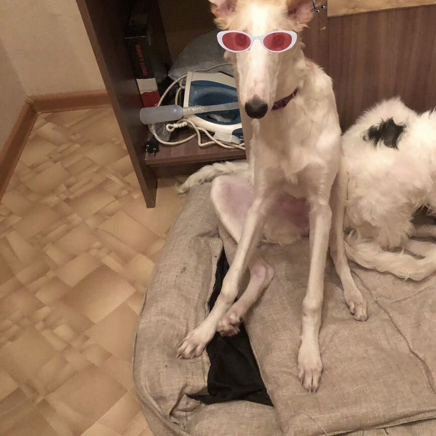 Щенок русской борзой