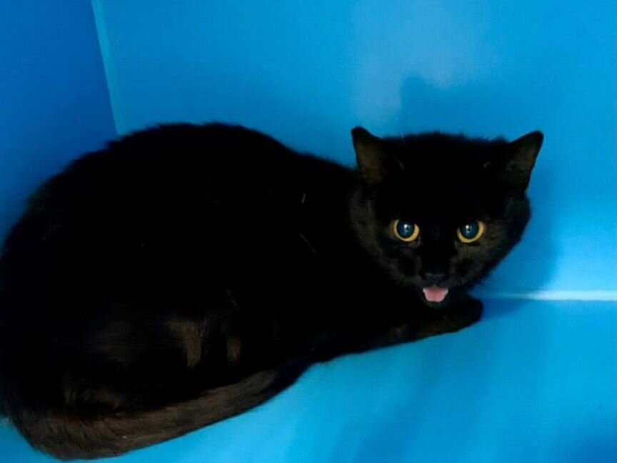 Еле пережила зиму.Пискля погибнет на улице