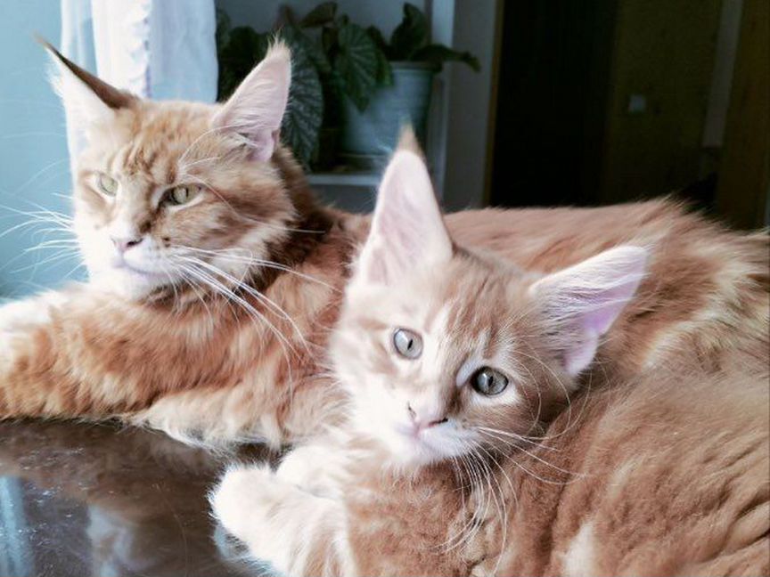 Котята мейн-кун