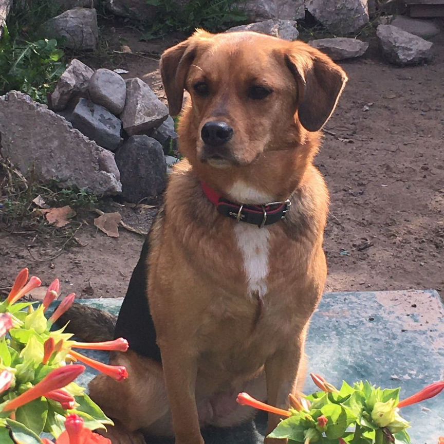 Якутская собака в добрые руки