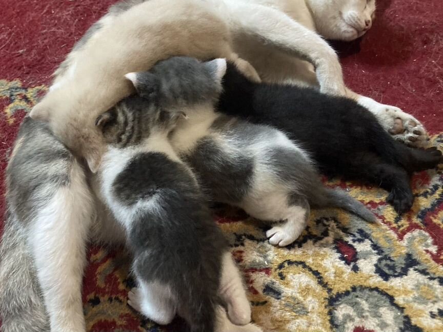 Котята в добрые руки