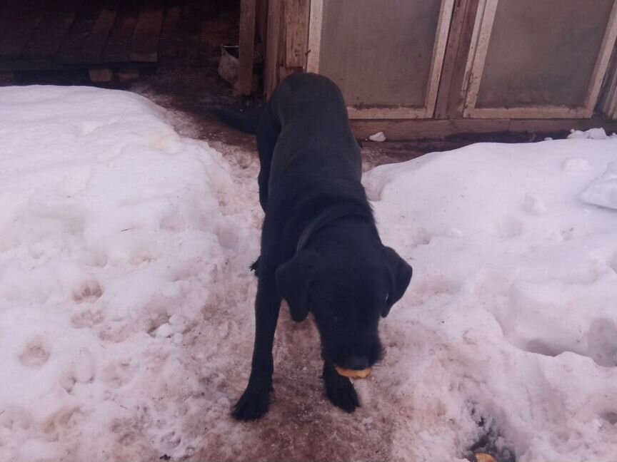 Собака в добрые руки отдам бесплатно