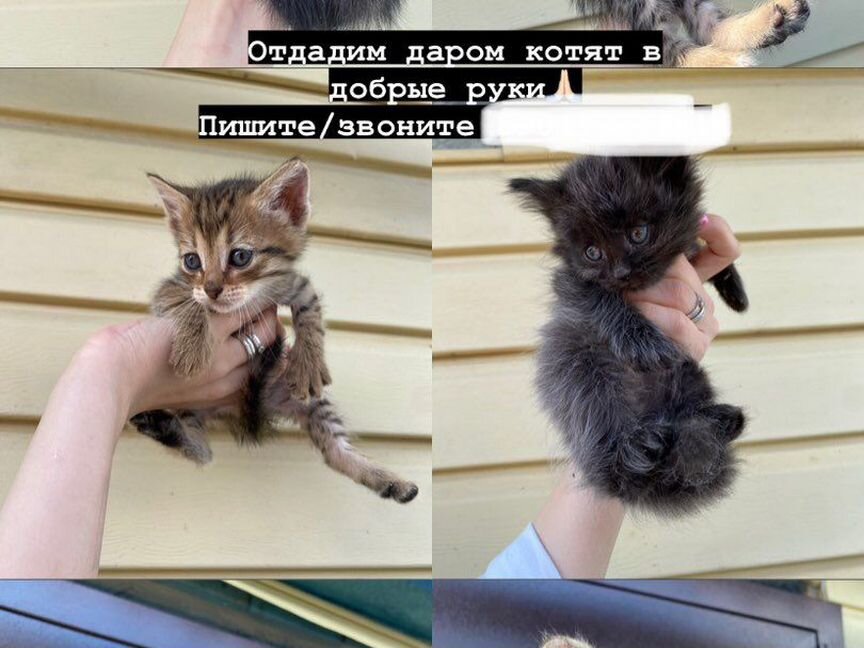 Котята за шоколадку в добрые руки