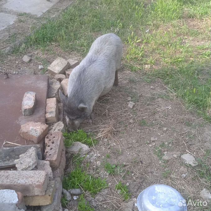 Продам вьетнамцев