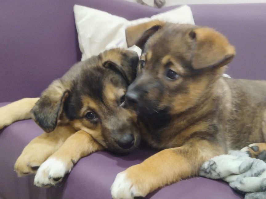 Чудесная собака