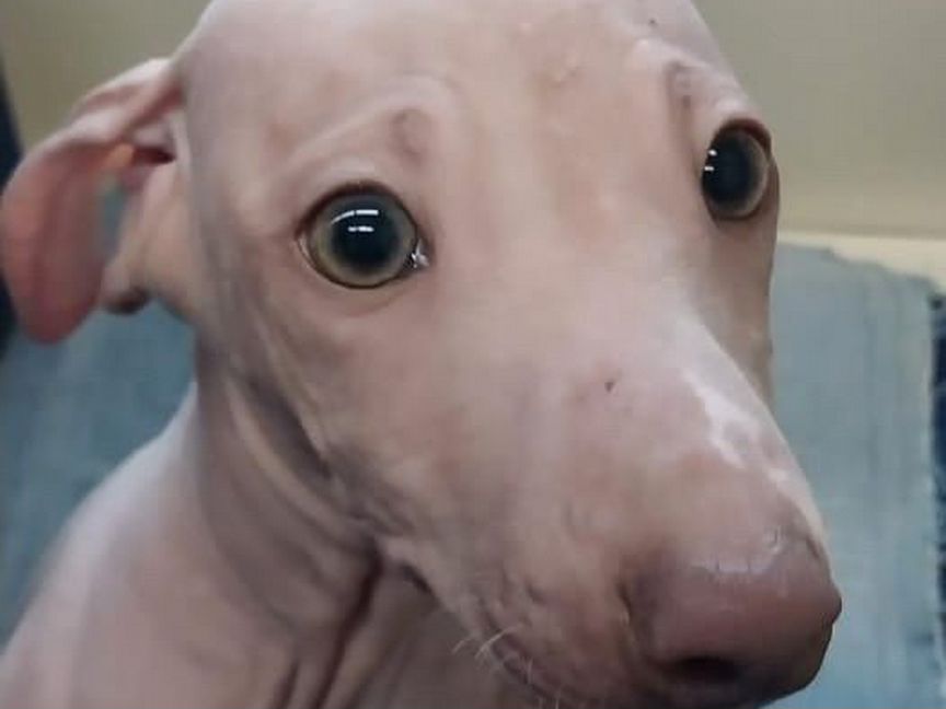 Американский голый терьер щенок