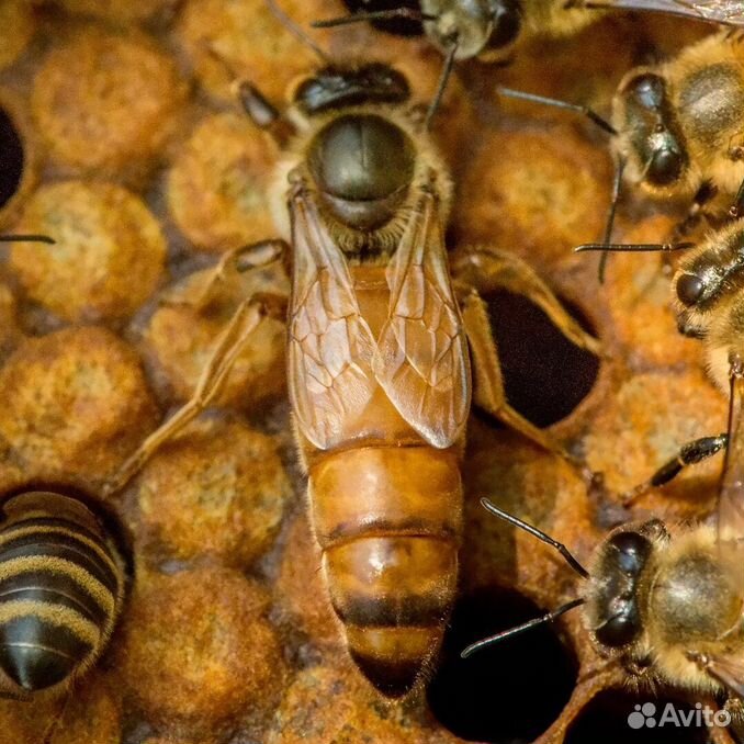 Плодные Пчеломатки Бакфаст 2023 в наличии