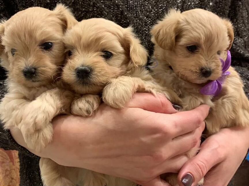 Мальтипу F1 мини