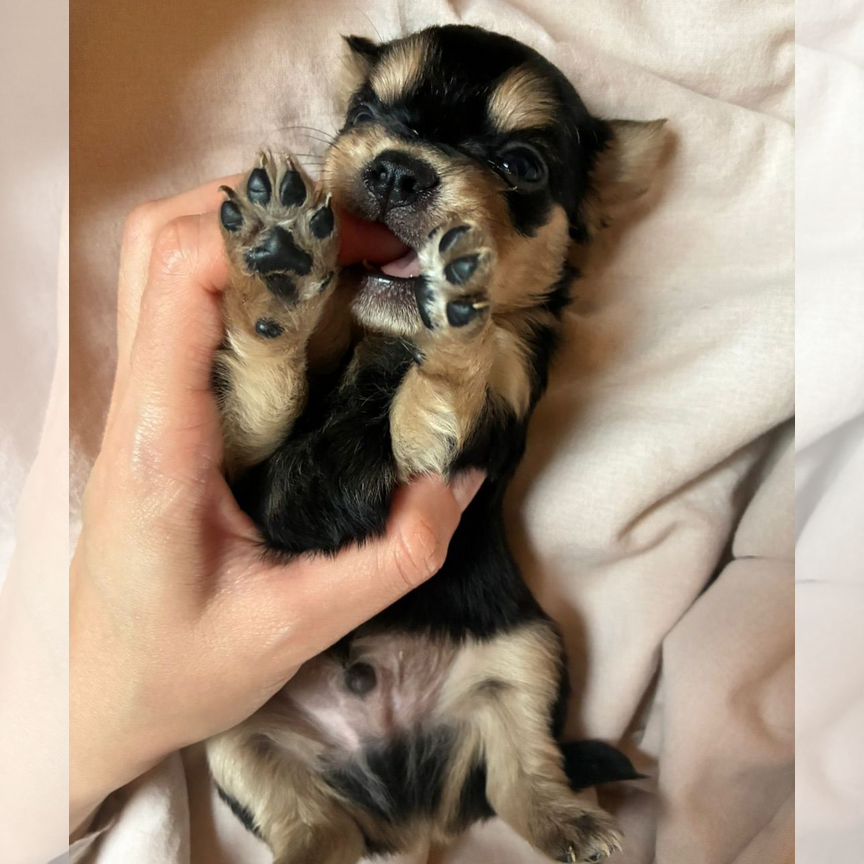 Английский той-терьер, щенок