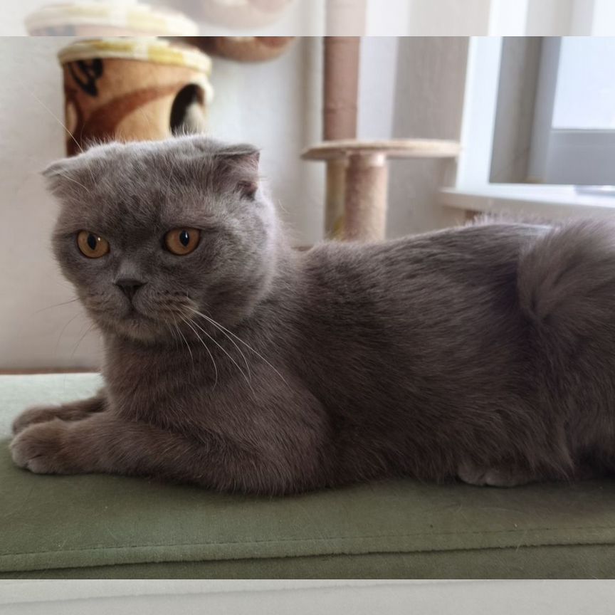 Шотландская вислоухая короткошёрстная, взрослая кошка