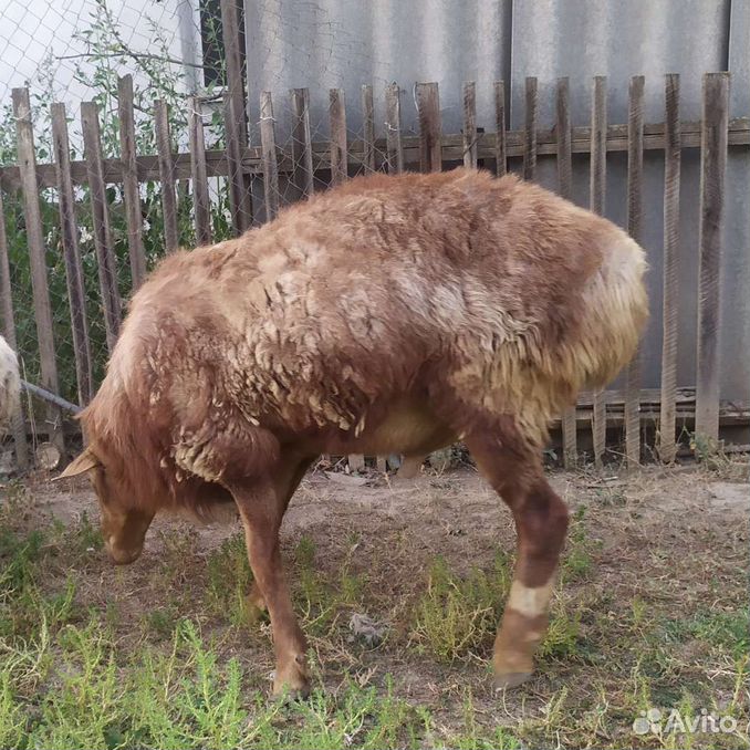 Курдючные бараны