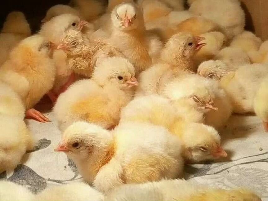 Цыплята бройлеры кобб 700