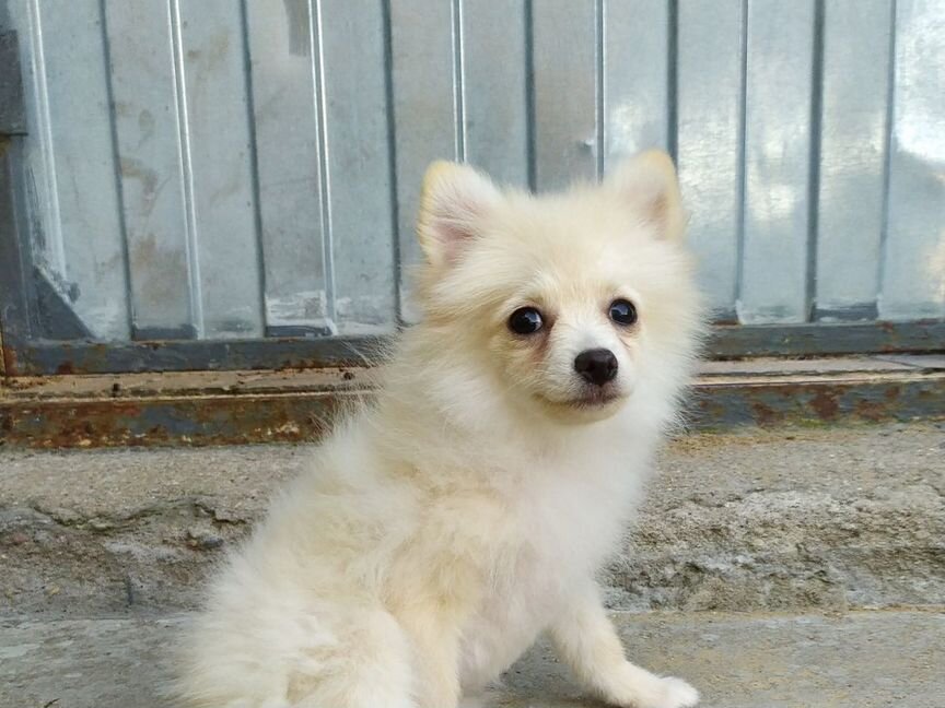 Кремовая девочка