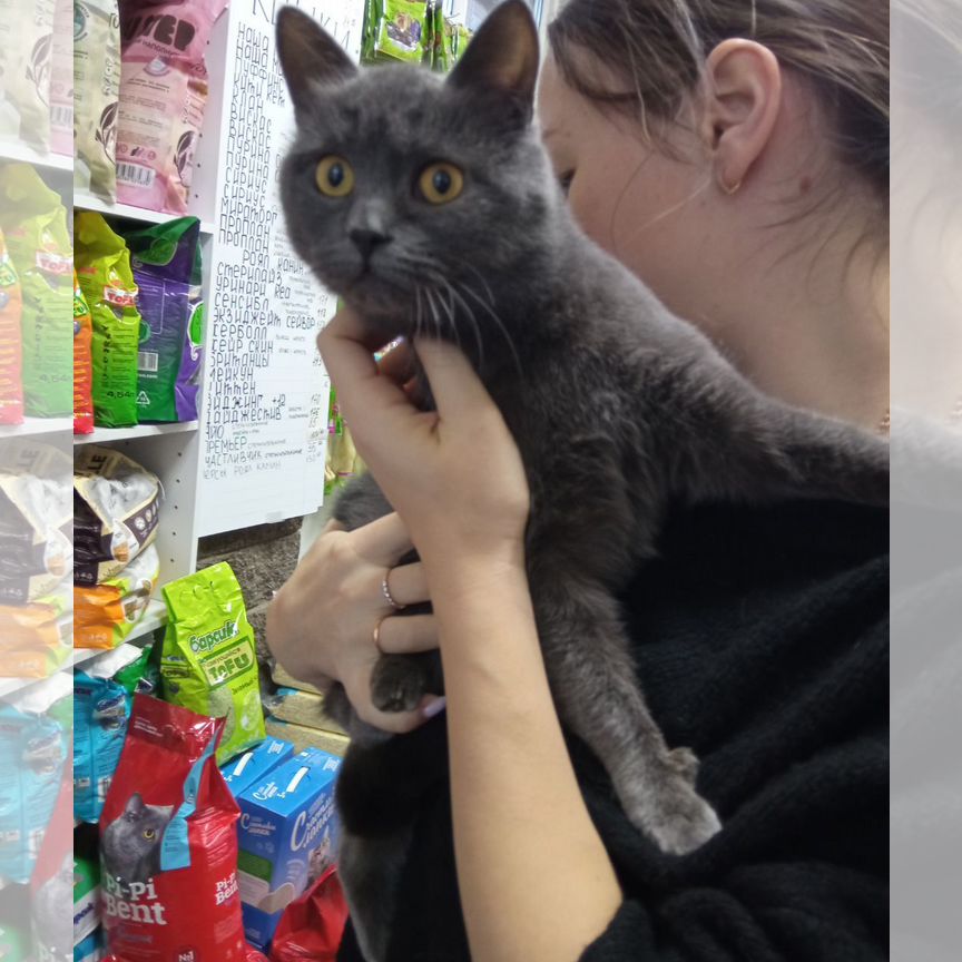 Взрослая, кошка в добрые руки