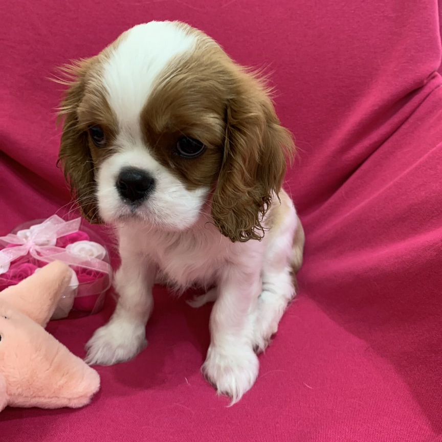 Кавалер кинг чарльз спаниель