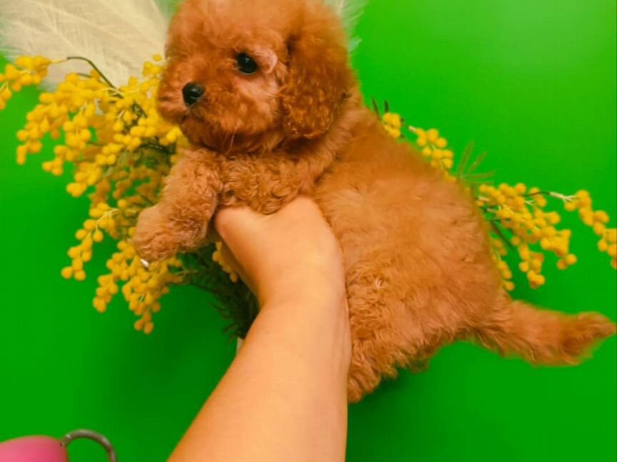 Мальтипу ищем добрые ручки