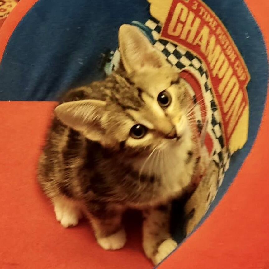 Котенок от домашней кошки в добрые руки