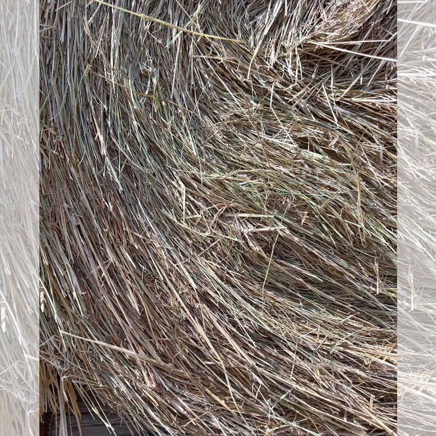 Сено с камышком летнее