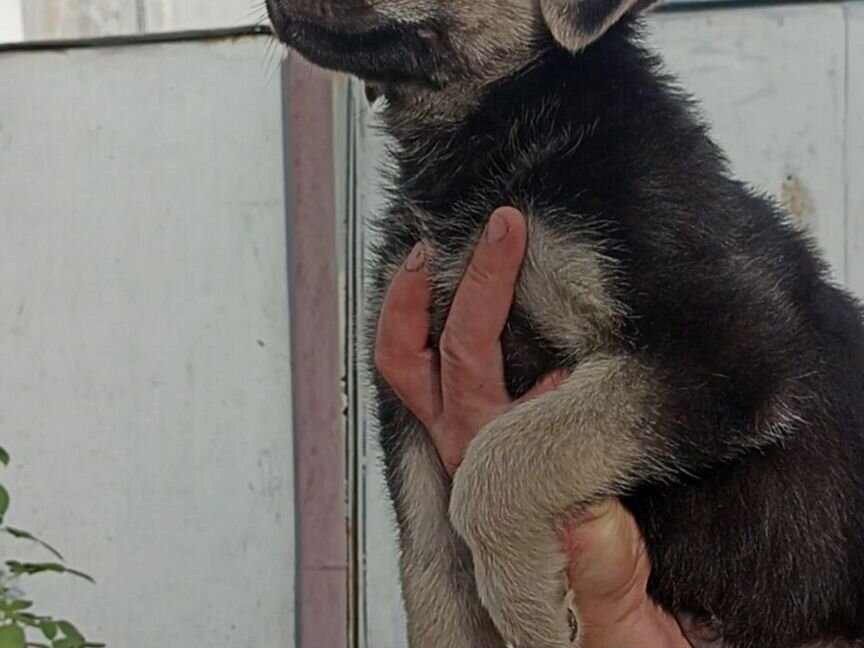 Восточноевропейская овчарка зонарного