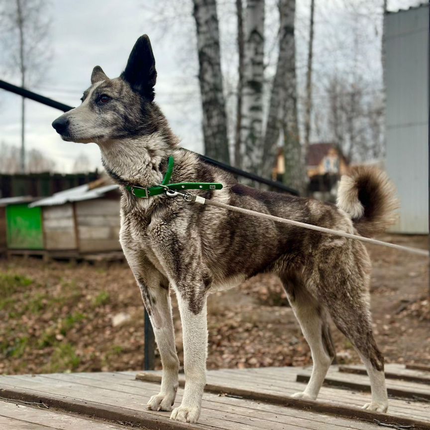 Марта ищет любящую семью