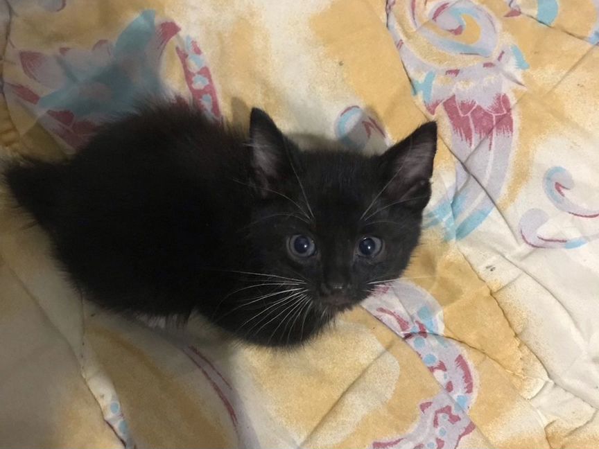 Ищу домик для этой красавицы