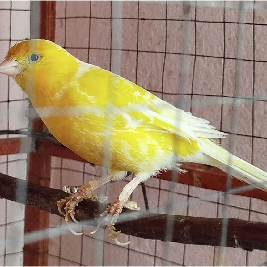Кенар