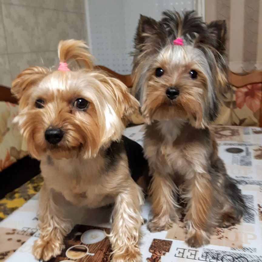 Йоркширский терьер, взрослый пёс