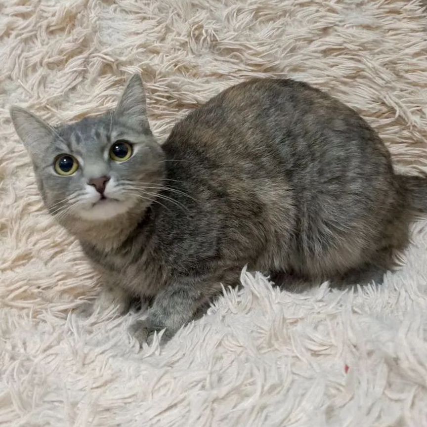 Взрослая, кошка в добрые руки