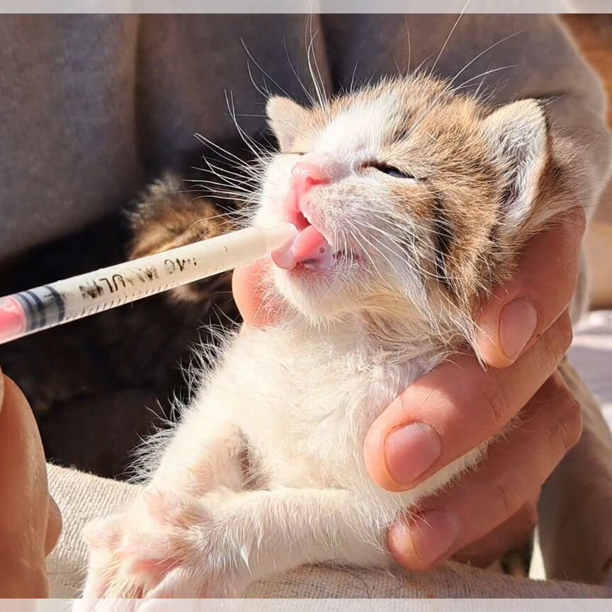 Котёнок в добрые руки