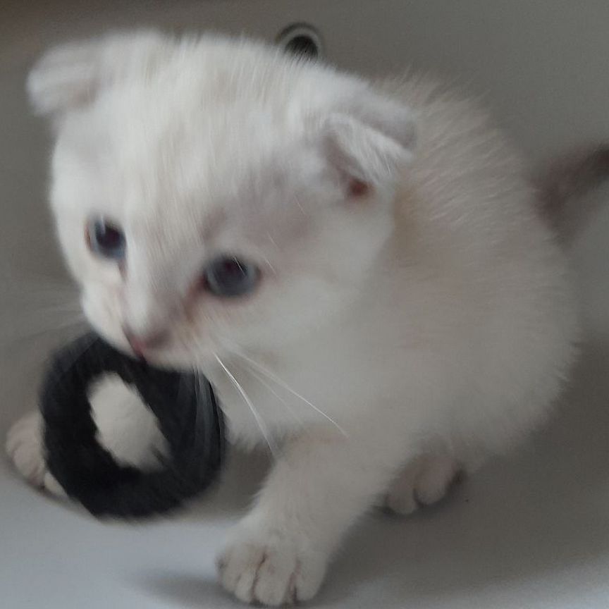 Шотландские вислоухие котята