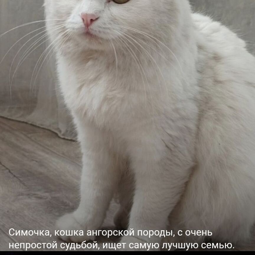 Ангорская кошка