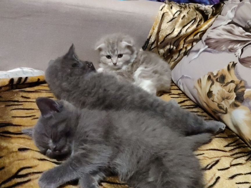 Британская кошка