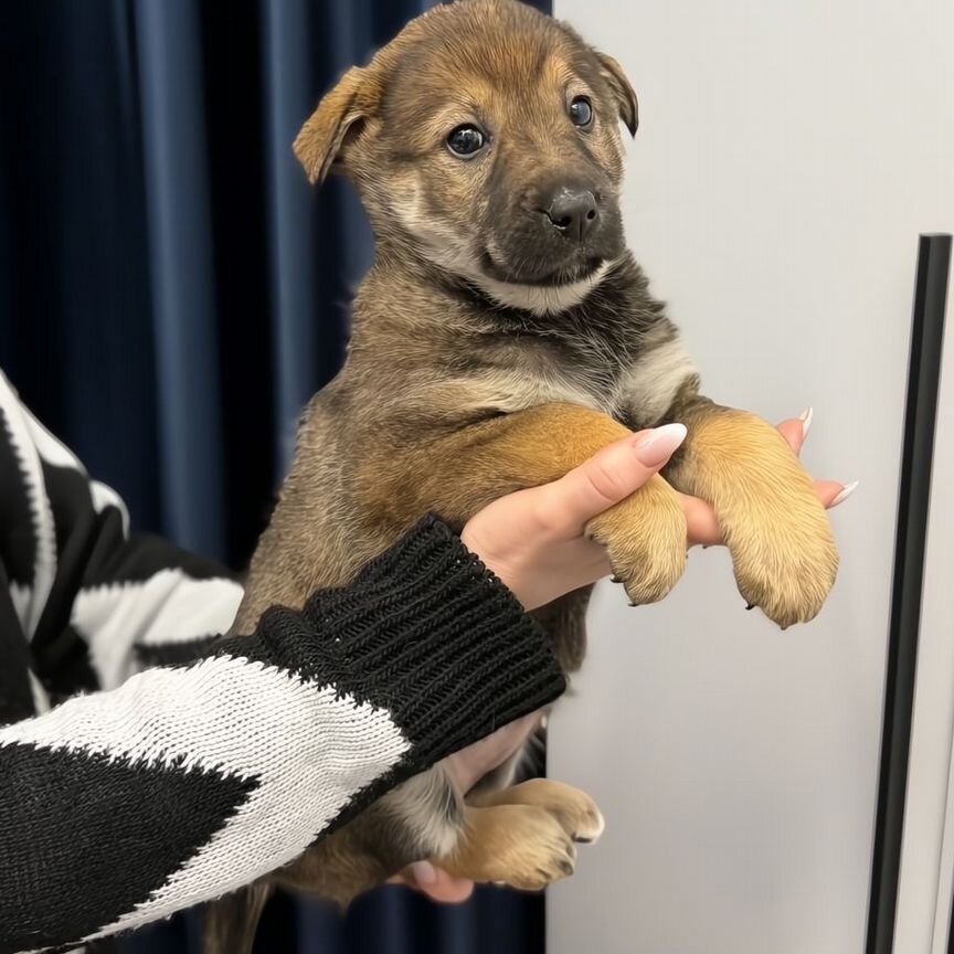 Щенок в добрые руки