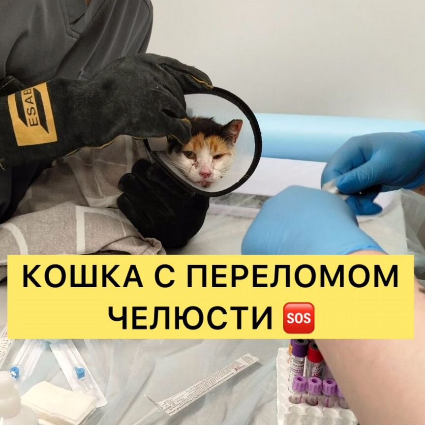 Взрослая, кошка в добрые руки