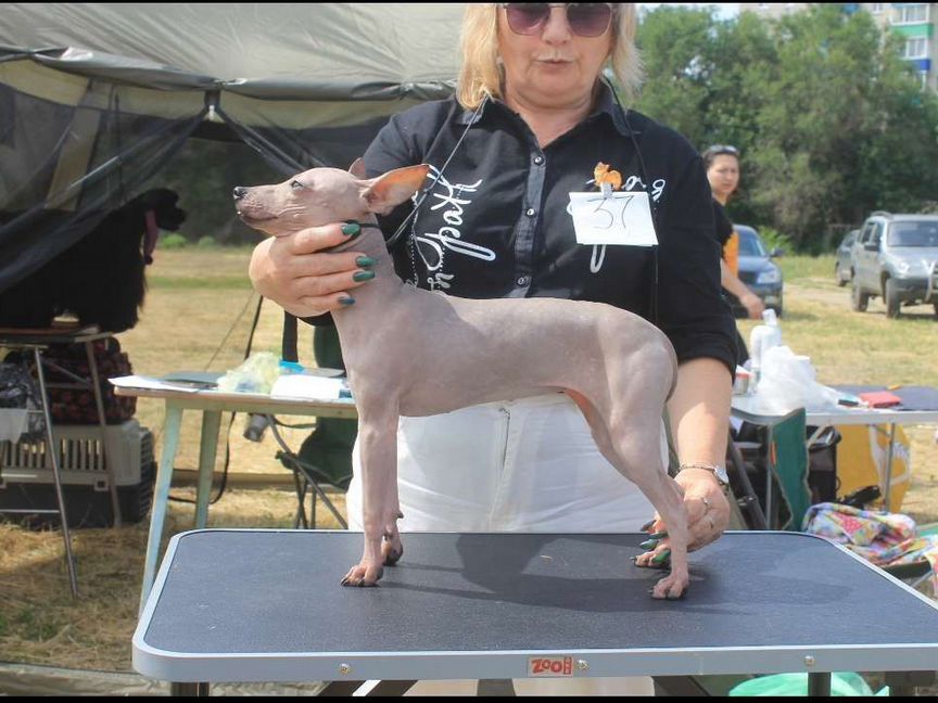 Девица агт.Брид класс