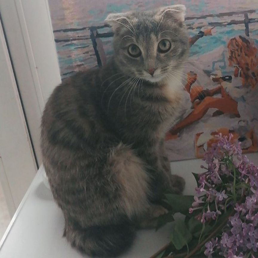 Кошки в добрые руки