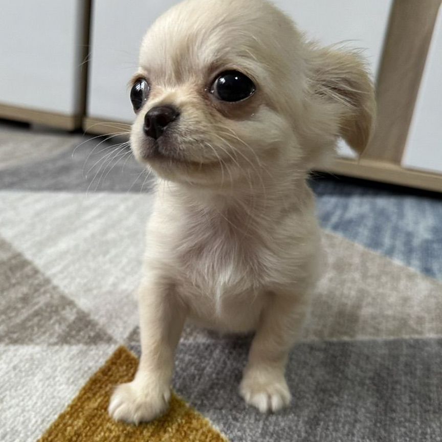 Чихуахуа, щенок