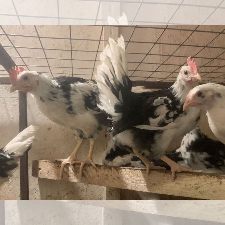 Петушки Леггорн Далматинцы