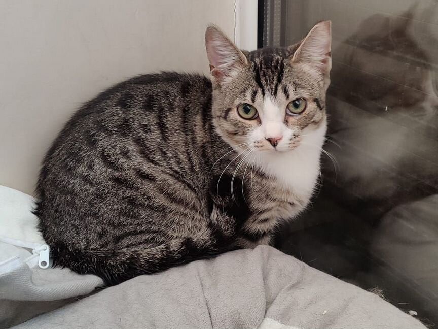 Котики ищут дом