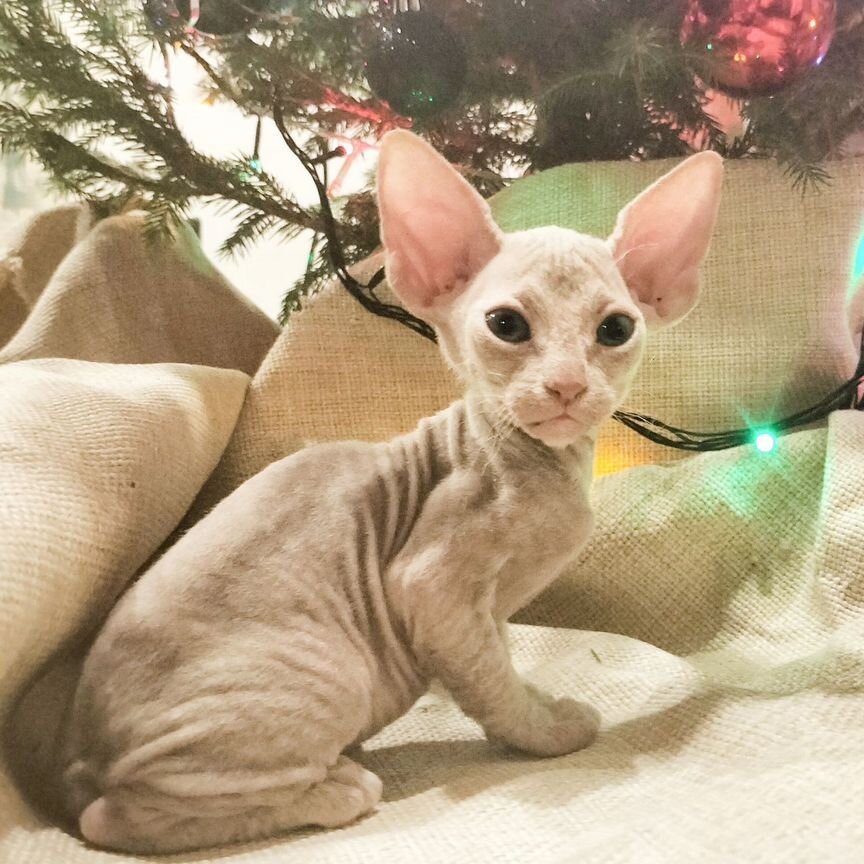 Донской сфинкс котята