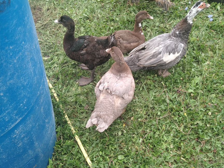 Индоутка мускусная