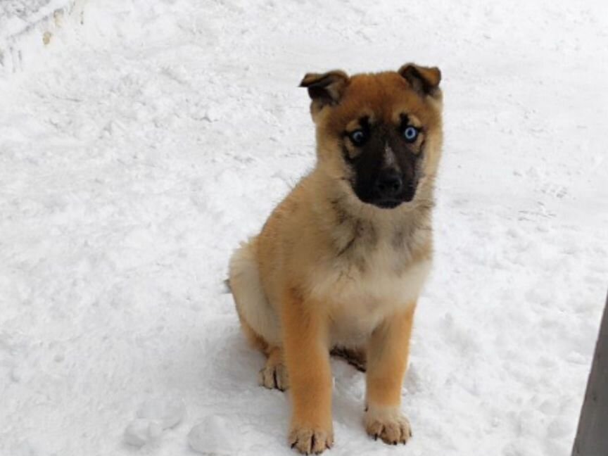 Собака в добрые руки отдам бесплатно