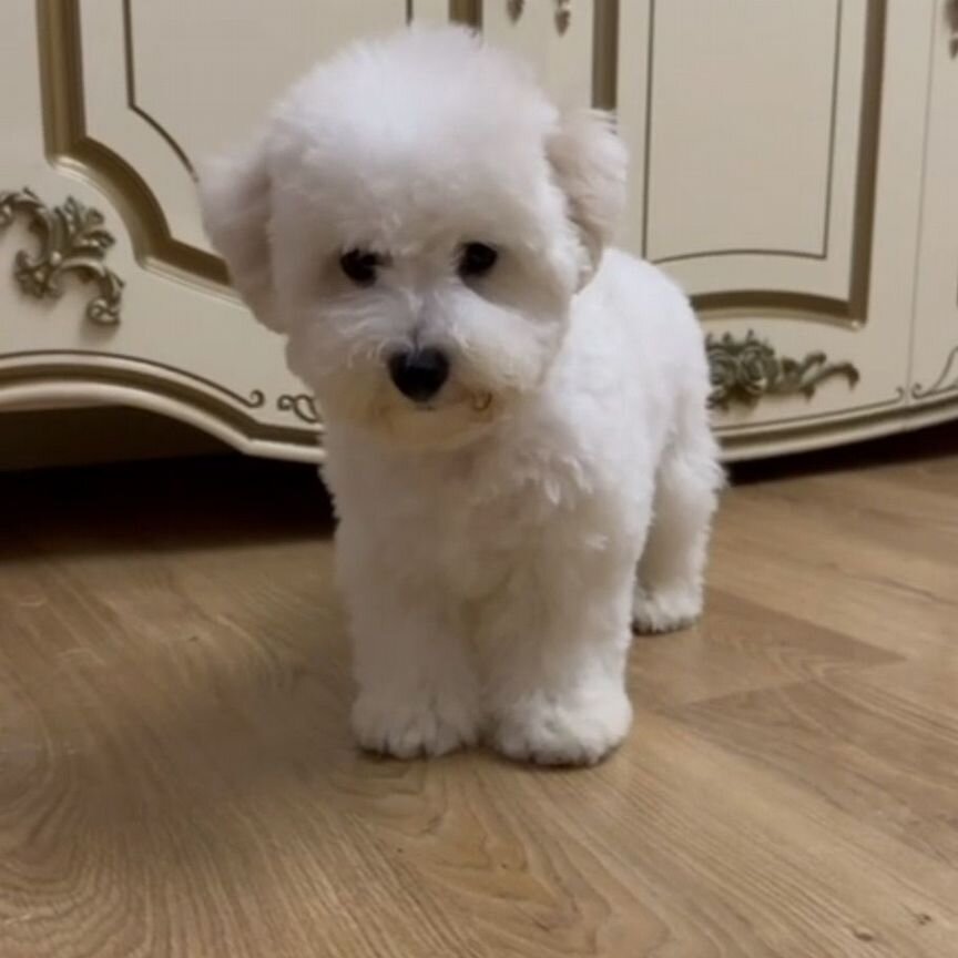 Щенки бишон фризе