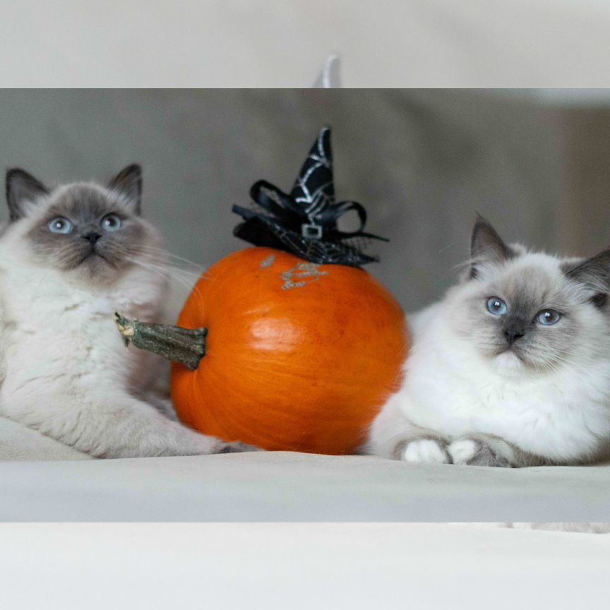 Котята невская москарандная