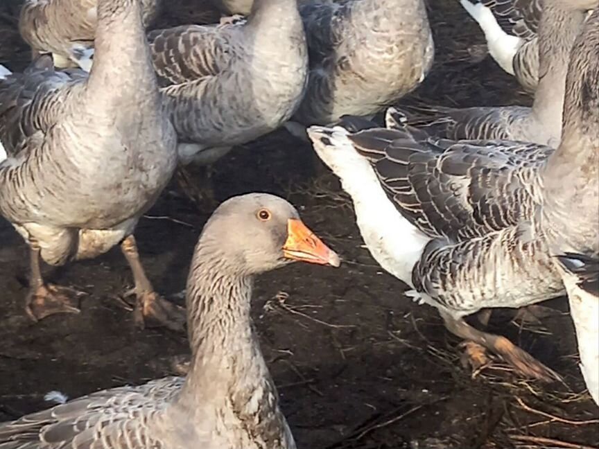 Гуси