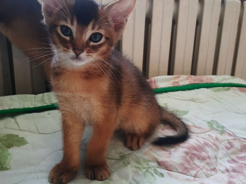 Абессинский малыш