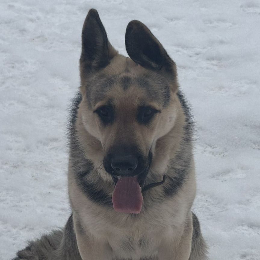 Восточно европейская овчарка