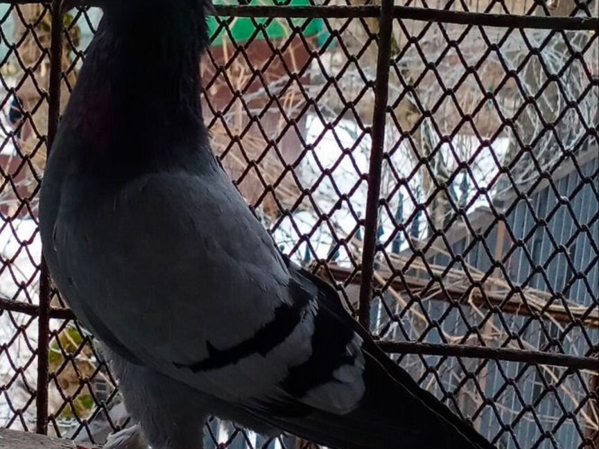 Голубка 2022 года