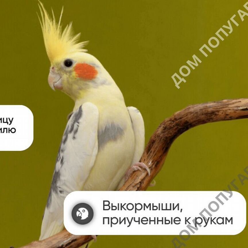 Попугай Корелла