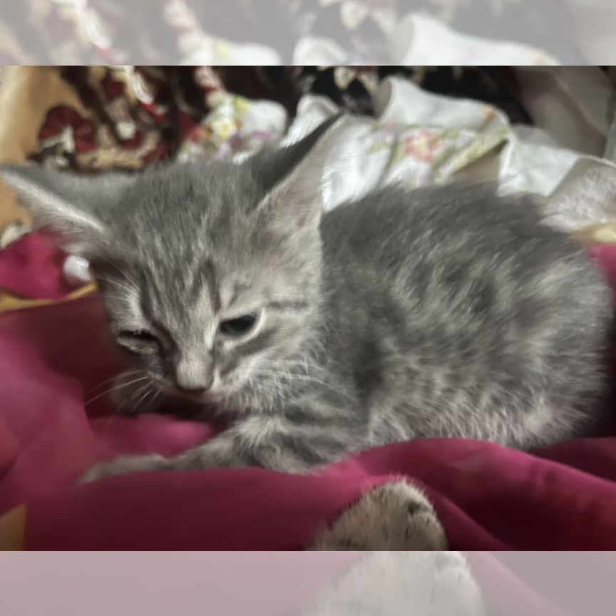 Котёнок в добрые руки